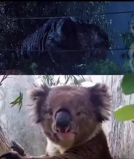 Wtf Koala Memes New Trending GIF Tagged Music Koala Saxophone Toot…