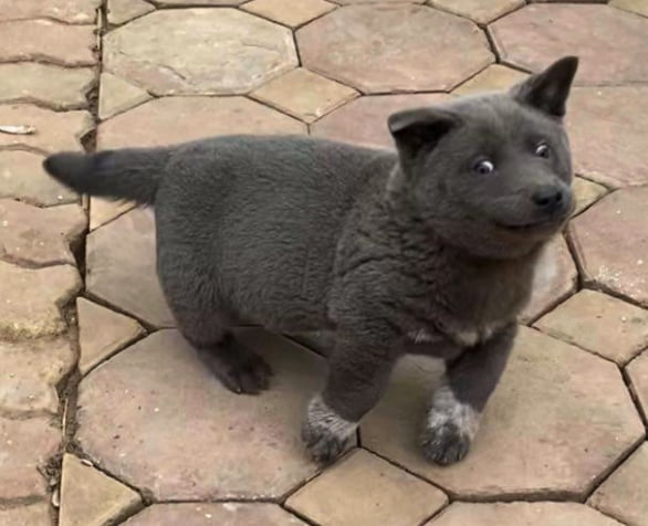 This Hmong Puppy Has The Derpiest Face - 9GAG