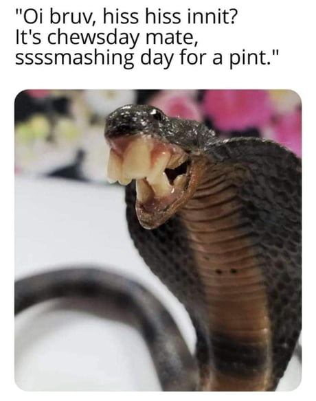 Best Funny cobra Memes - 9GAG