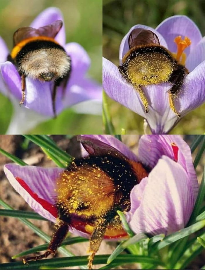 Honey bees falling asleep in flowers with their butts covered in pollen ...