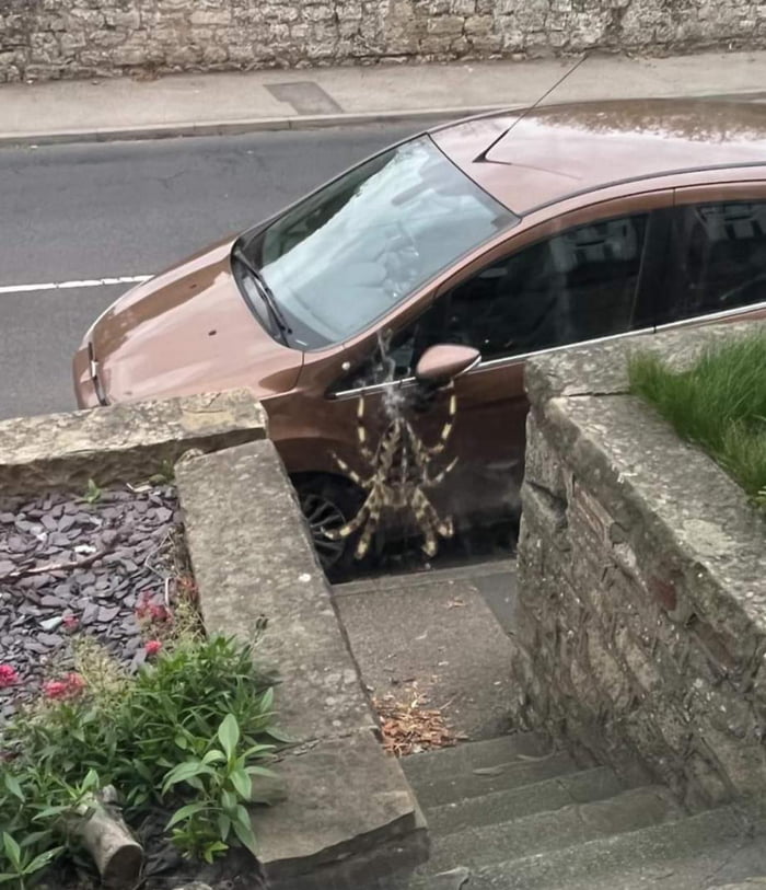 Giant spider on a car - 9GAG