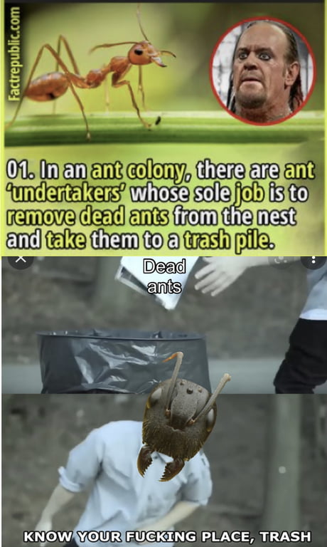 Best Funny ants Memes - 9GAG