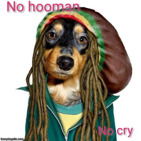 Rastafarian Dog Memes Bad Pun Dog Meme Imgflip
