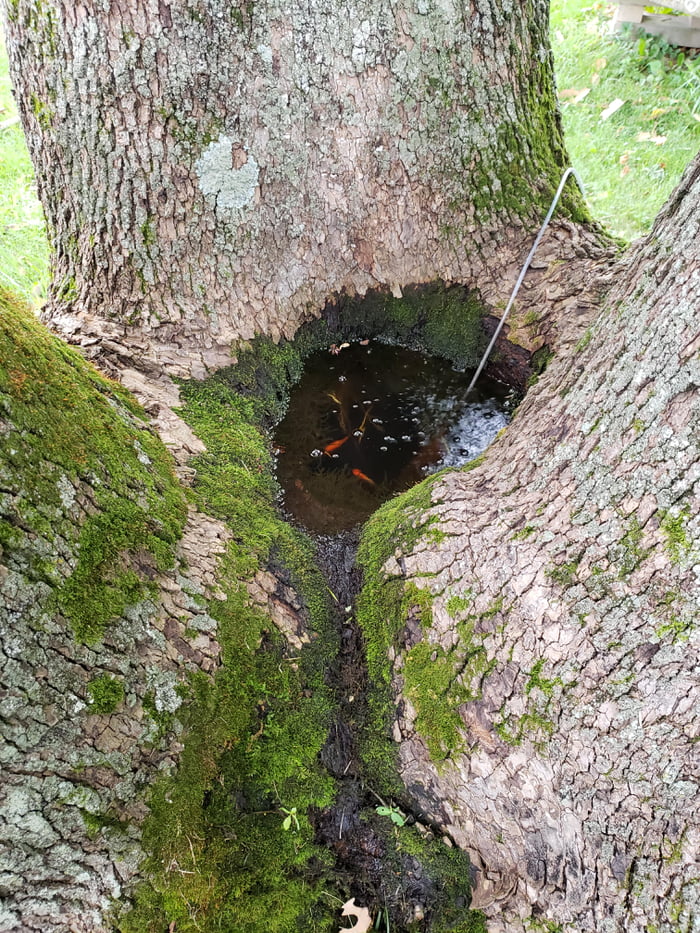 Fish in a tree - 9GAG