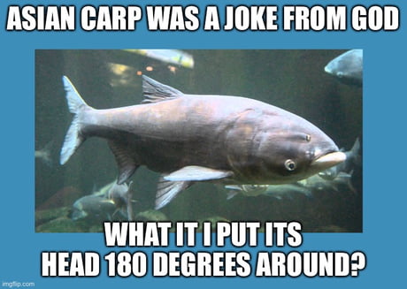 Asian Carp Memes The Adventures Of Valparaiso Gal: Asian Carp Redneck