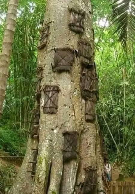 Trees full of dead babies - 9GAG