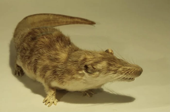 Neither otter nor shrew, the poorly-named giant otter shrew is in fact ...