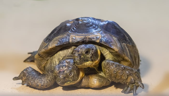 Happy 25th birthday Janus! - 9GAG