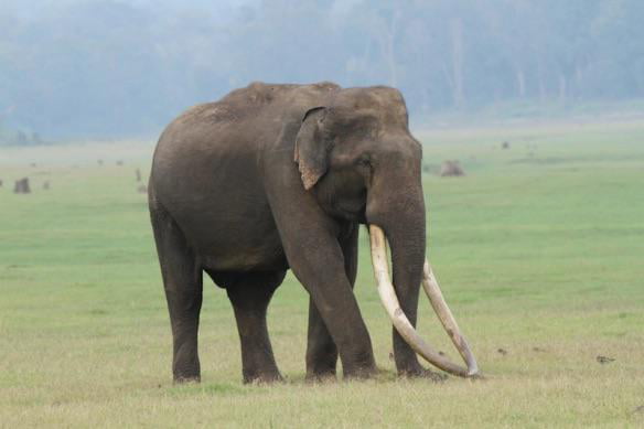 Nicknamed “‘Mr. Kabini”, This Colossal Asian Elephant has some of the ...