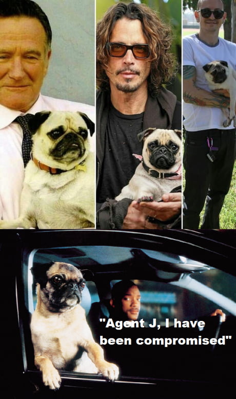 Frank Mib Memes Men In Black Agent F Frank The Pug Vintage Zip Pouch