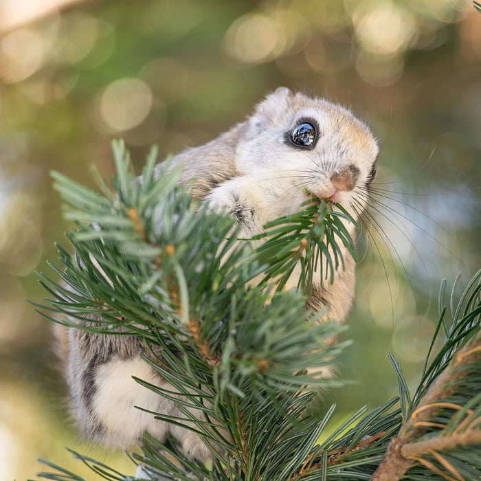 16 Photos Of Japanese Dwarf Flying Squirrels That Look Like Pokémon - 9GAG