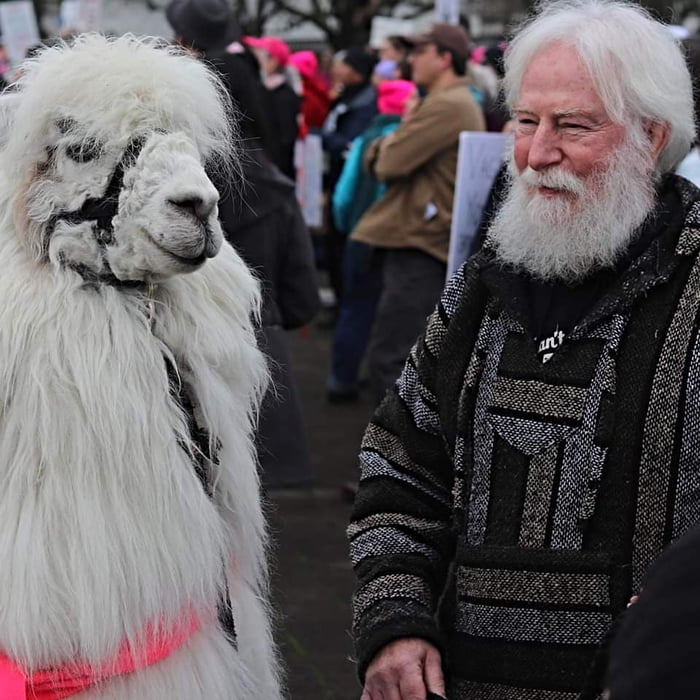 ‘Caesar The No Drama Llama’ Offers Hugs And Keeps People Calm At ...