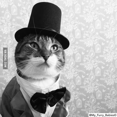 Posh Cat Memes Luxury Pet Care A Red Cats Elegant Routine In A Louis