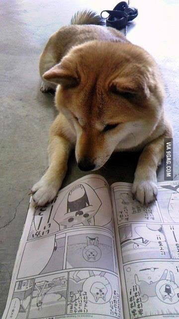 Doge Reading Meme