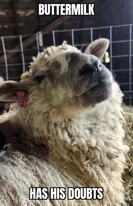 Best Funny sheep Memes - 9GAG