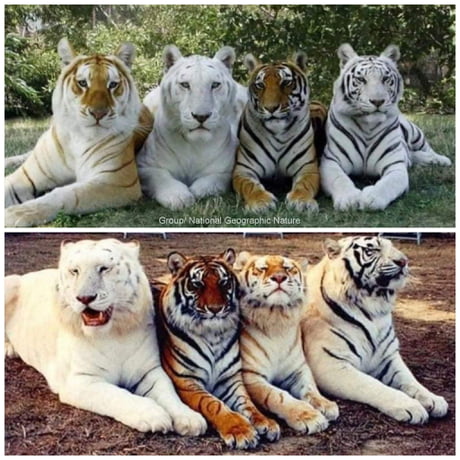 Best Funny tiger Memes - 9GAG