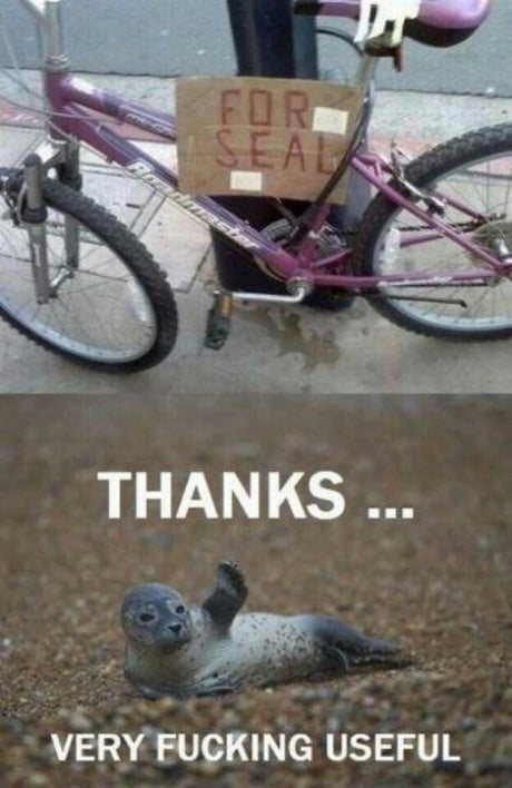 Best Funny seal Memes - 9GAG