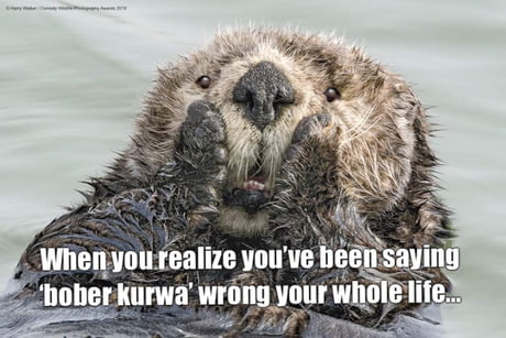 Best Funny bobr kurwa Memes - 9GAG