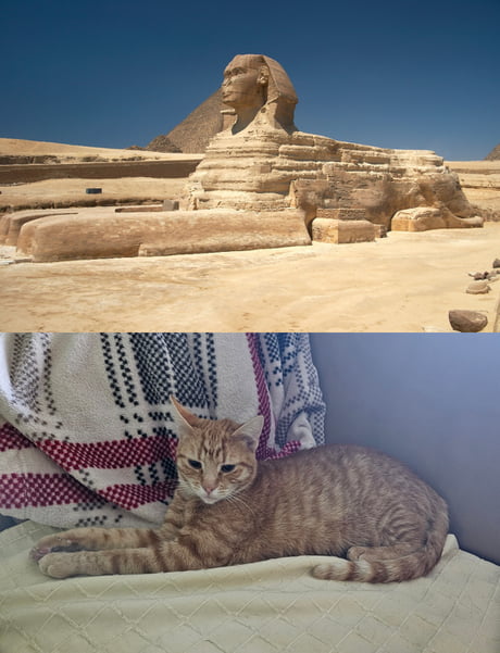 Funny Egypt 🇪🇬 Memes - 9GAG