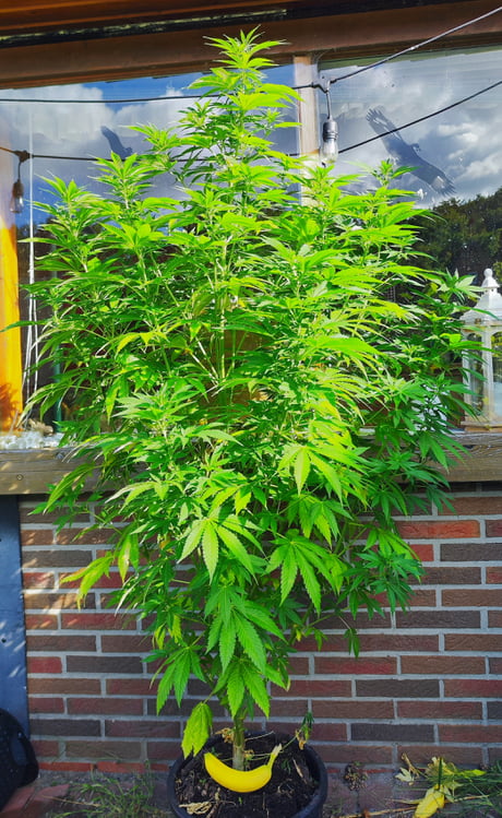 Best Funny weed Memes - 9GAG