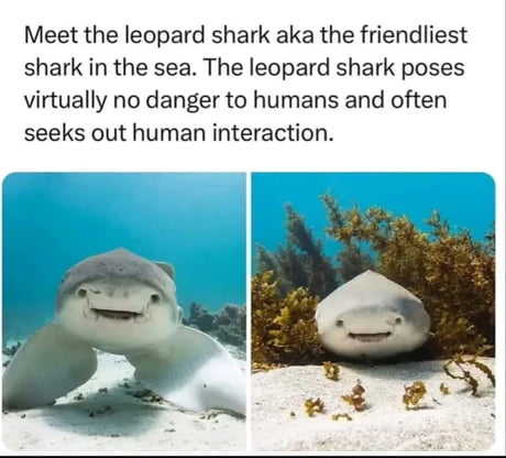 Funny Sea Memes