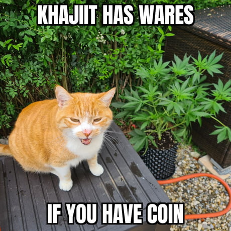 Best Funny khajiit Memes - 9GAG