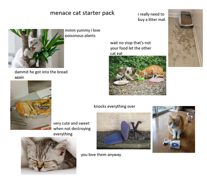 Menace cat starter pack - 9GAG