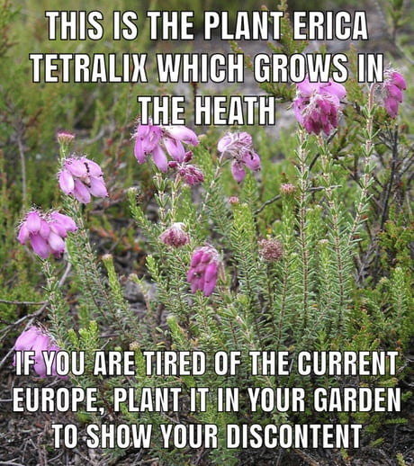 Best Funny erika Memes - 9GAG