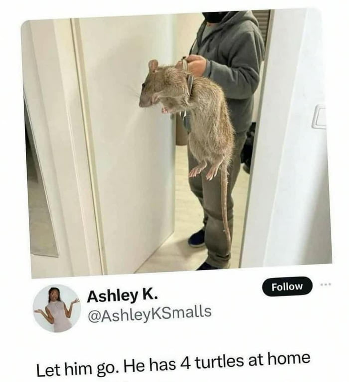 Release Master Splinter or it's too late - 9GAG