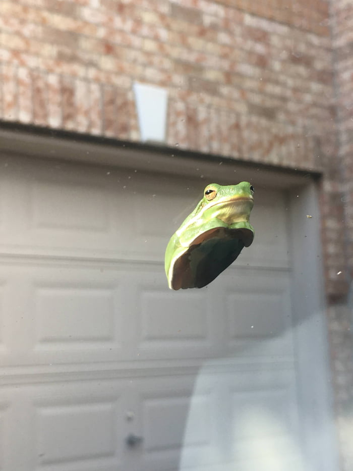 Window frog - 9GAG