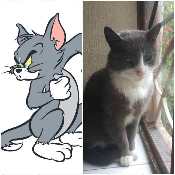 My cat looks exactly like Tom! - 9GAG