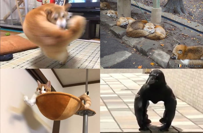 The Internet Tries To Explain This Buff Gorilla Crow - 9GAG