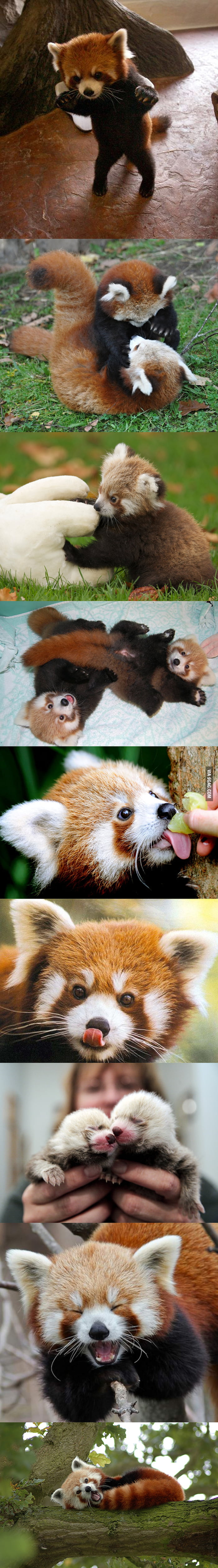 Adorable Red Pandas - 9GAG