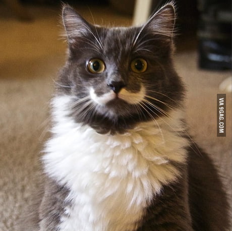 Hamilton The Hipster Cat