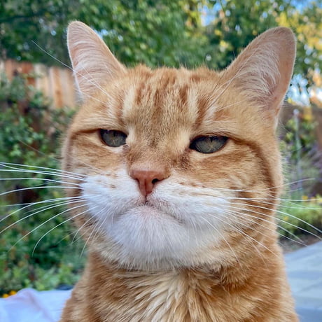 Grumpy Cat Monday Morning