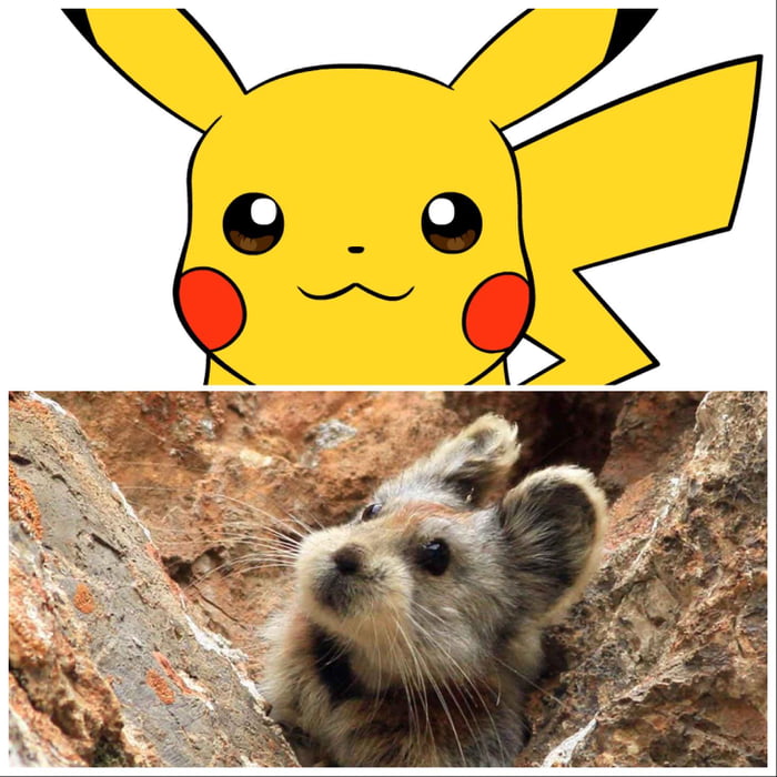 The character Pikachu is based upon the animal Ili Pika, which at the ...