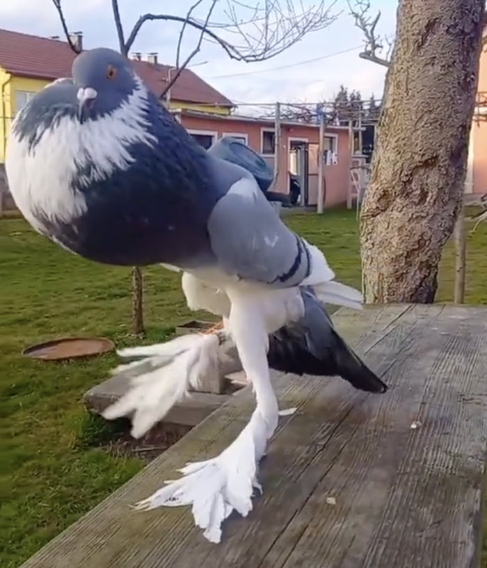 'Mutant Pigeon' With Giant Feet And Swollen Neck Is Leaving People ...