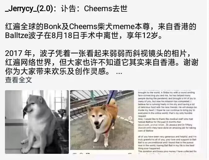 Cheems, the Shiba from Hong Kong, died in an operation at the age of 12 ...