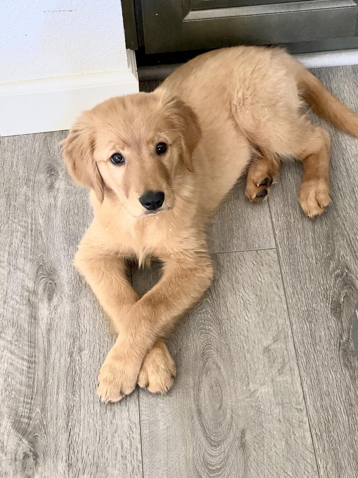 Henry stinky pup. 6 months to 1 year old. - 9GAG