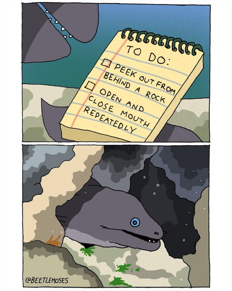 Moray Eel Meme