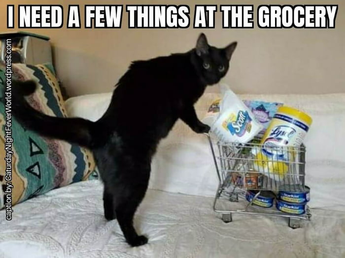 Cat has been shopping - 9GAG