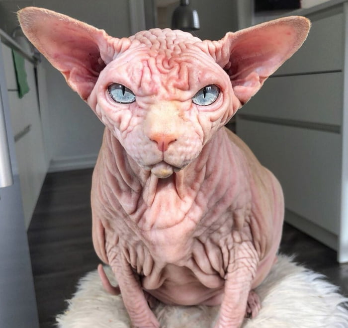 Meet Xherdan, The Extra-Wrinkly Sphynx Cat - 9GAG