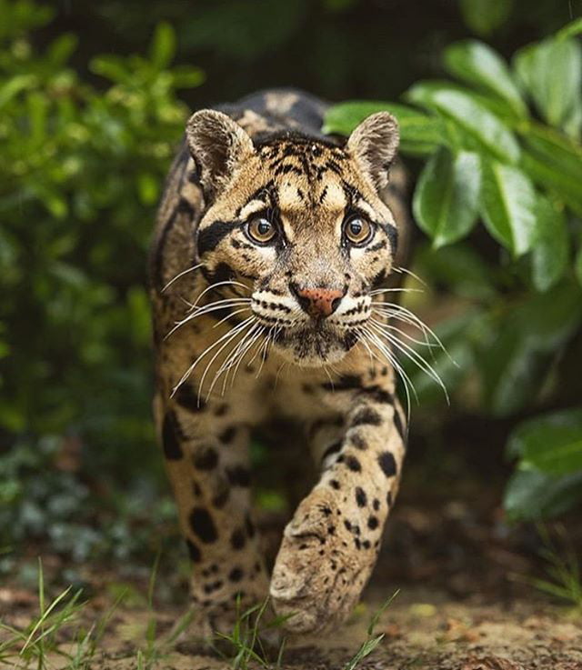 Clouded Leopard - 9GAG