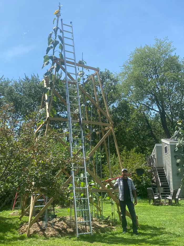 This 25ft Tall Sunflower - 9GAG