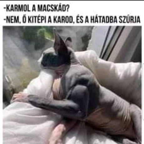 Strausz Ubul - 9GAG