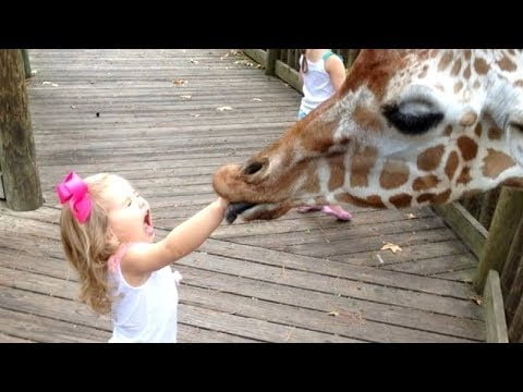 Giraffe play bite - 9GAG