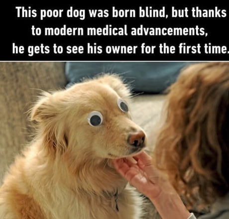 Ifunny Hond Meme Top 28 Funny Animal Memes Clean Enough For Kids