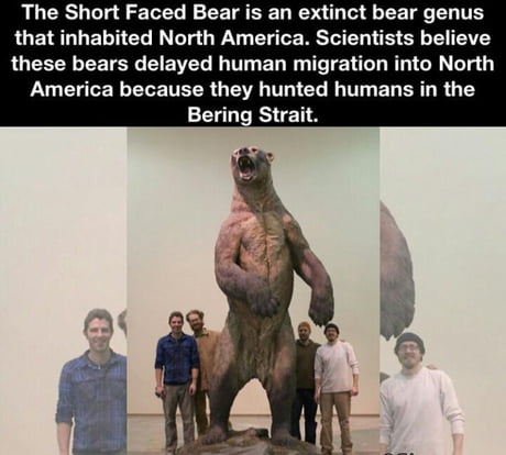 Best Funny short faced bears Memes - 9GAG