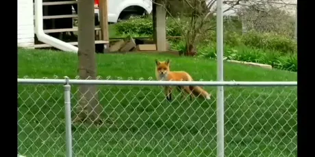 Herablassendes Fuchs Meme