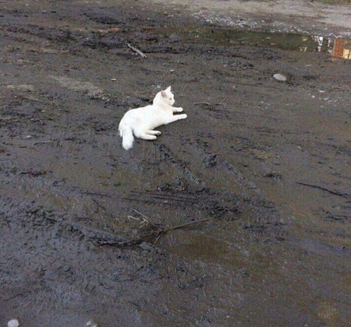 This white cat on mud... - 9GAG